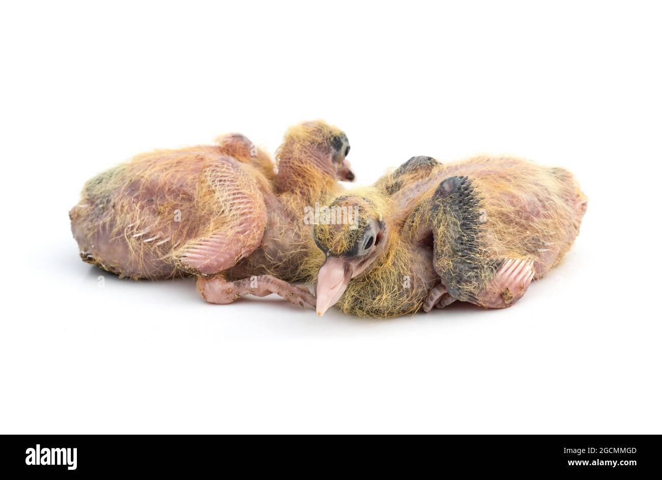 Pigeon chicks close up with a selective focus on isolated white ...
