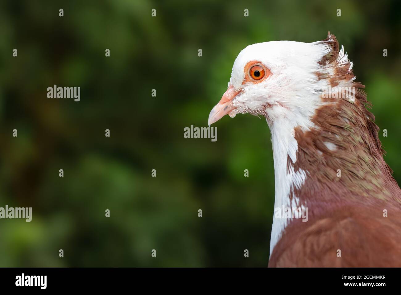 Beautiful pigeon face close up look with green bokeh background Stock ...