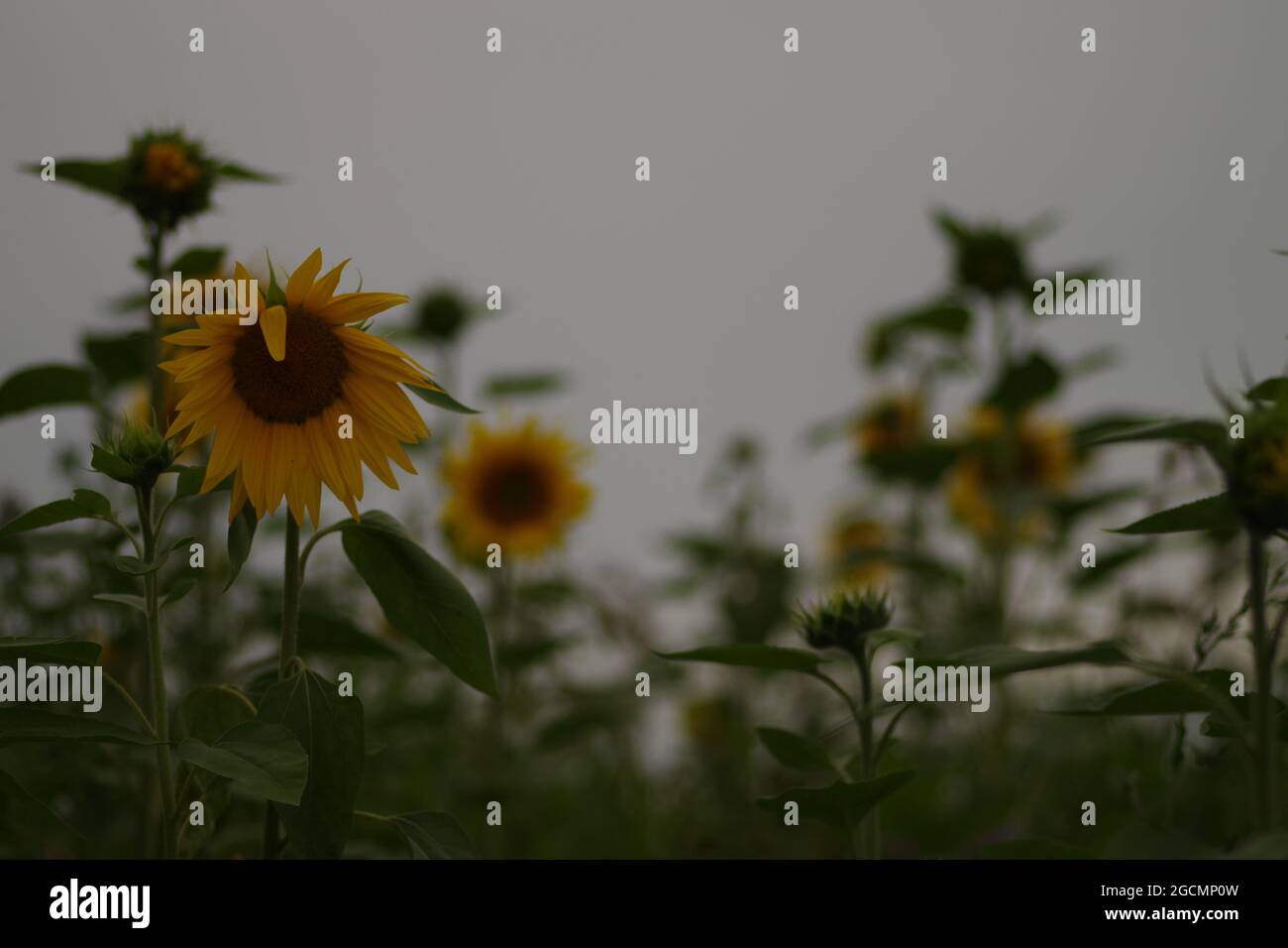 Beautiful shot small sunflowers hi-res stock photography and images - Alamy