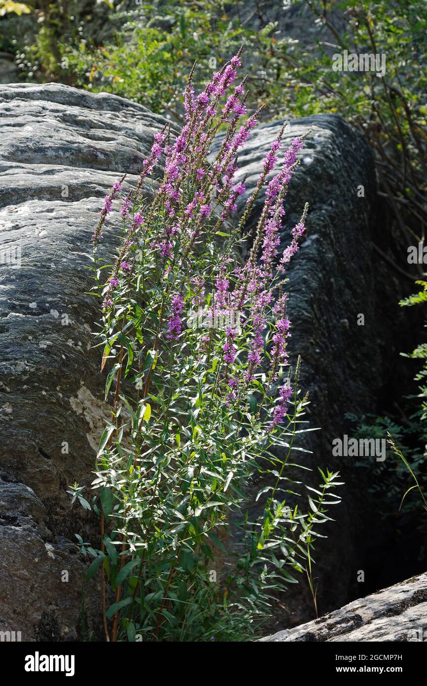 purple wildflowers growing by boulder, harsh conditions, hardy, nature ...