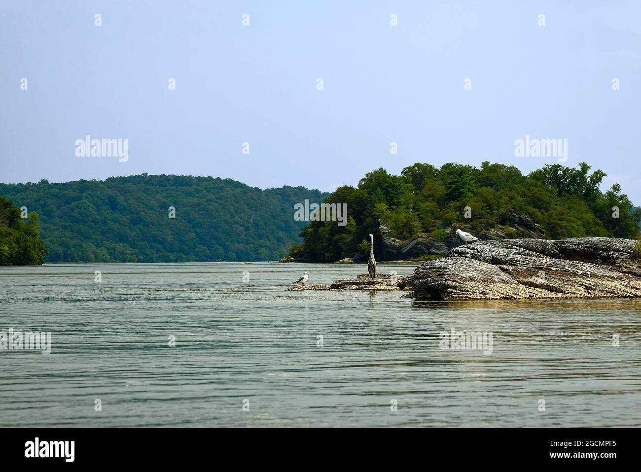 Susquehanna River scene, birds on rocks in water, seagulls, Great Blue ...