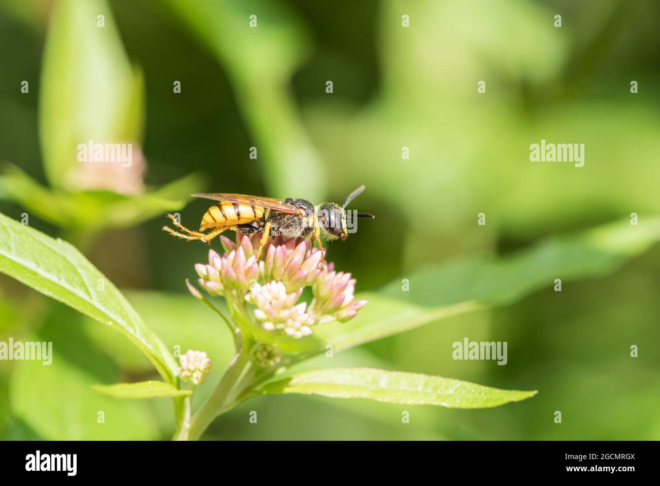 A Bee-Wolf (Philanthus triangulum Stock Photo - Alamy