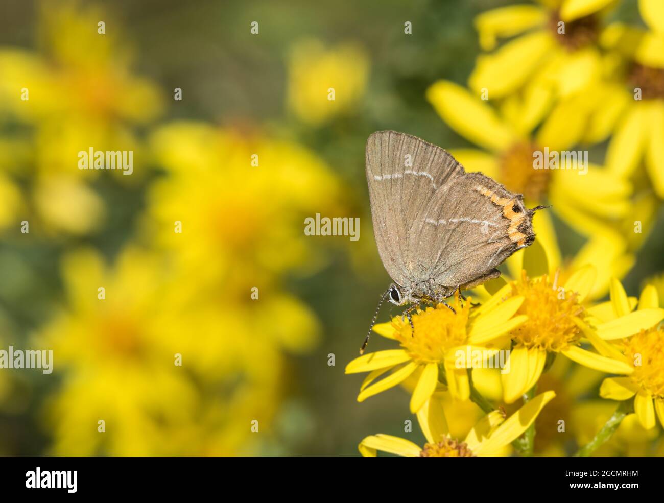 White-Letter Hairstreak (Satyrium w-album) feeding on Ragwort Stock ...