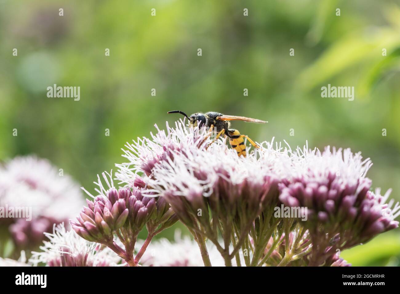Bee wolf uk hi-res stock photography and images - Alamy