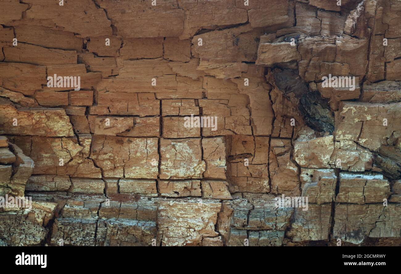 The texture of an old tree. A large cracked tree in the forest. Close ...