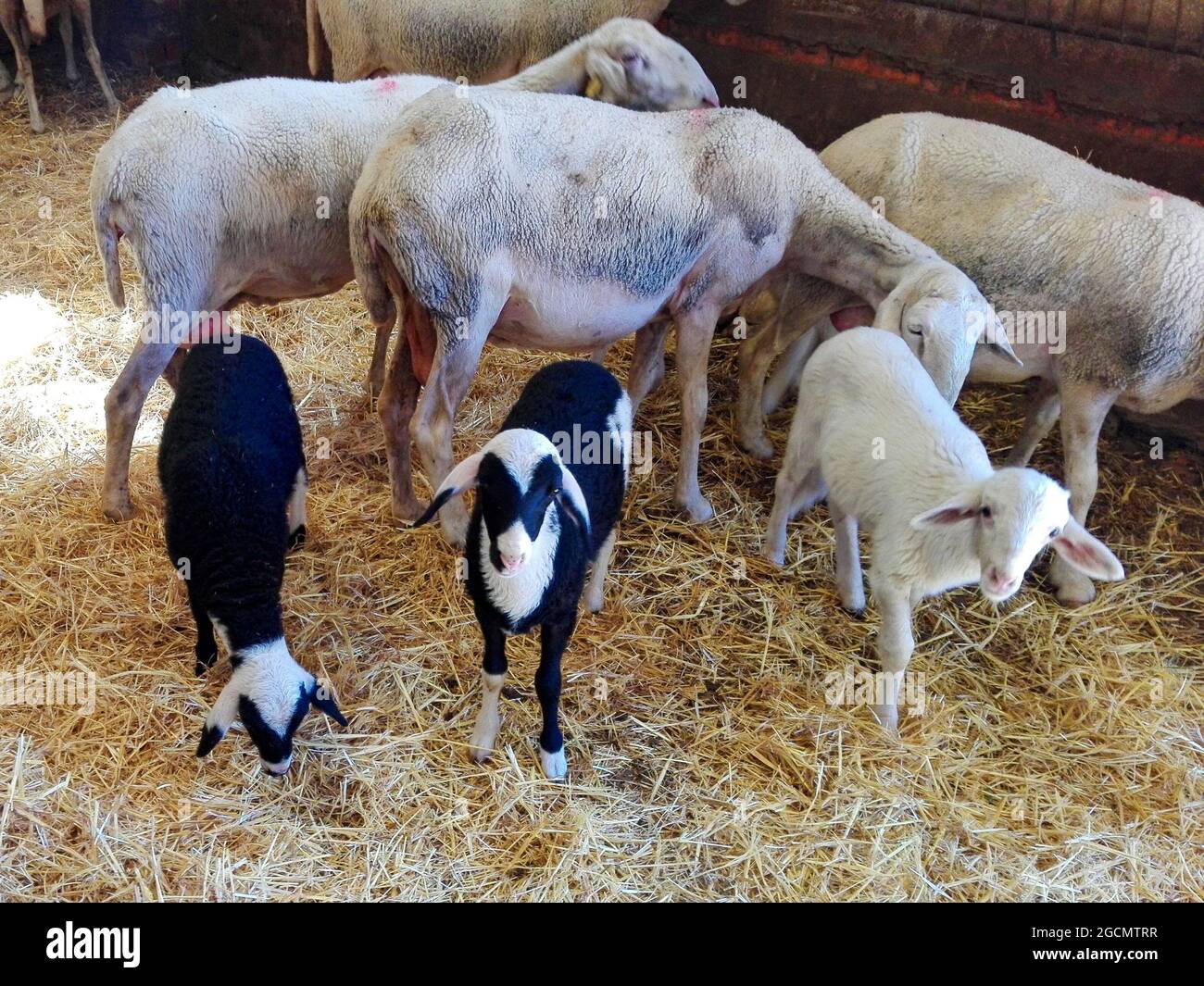 Group of lambs are on the farm Stock Photo - Alamy