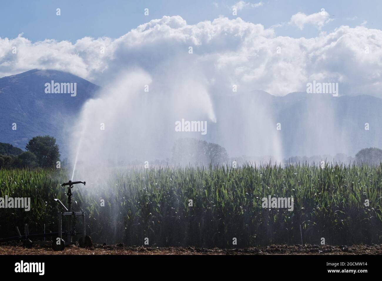irrigation with a rain system of a corn field Stock Photo - Alamy