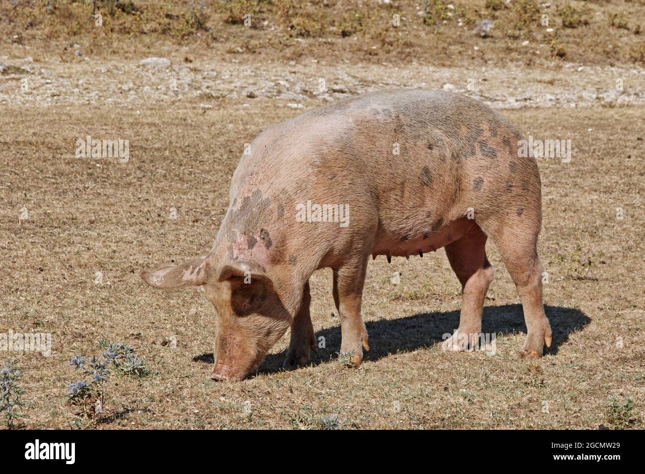 Different pig breeds hi-res stock photography and images - Alamy