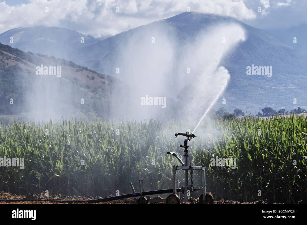sprinkler irrigation automatic system in a corn field Stock Photo - Alamy