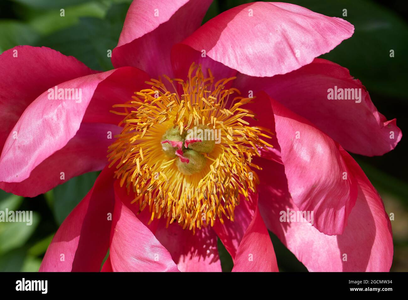 Closeup of a Paeonia officinalis, common peony Stock Photo - Alamy