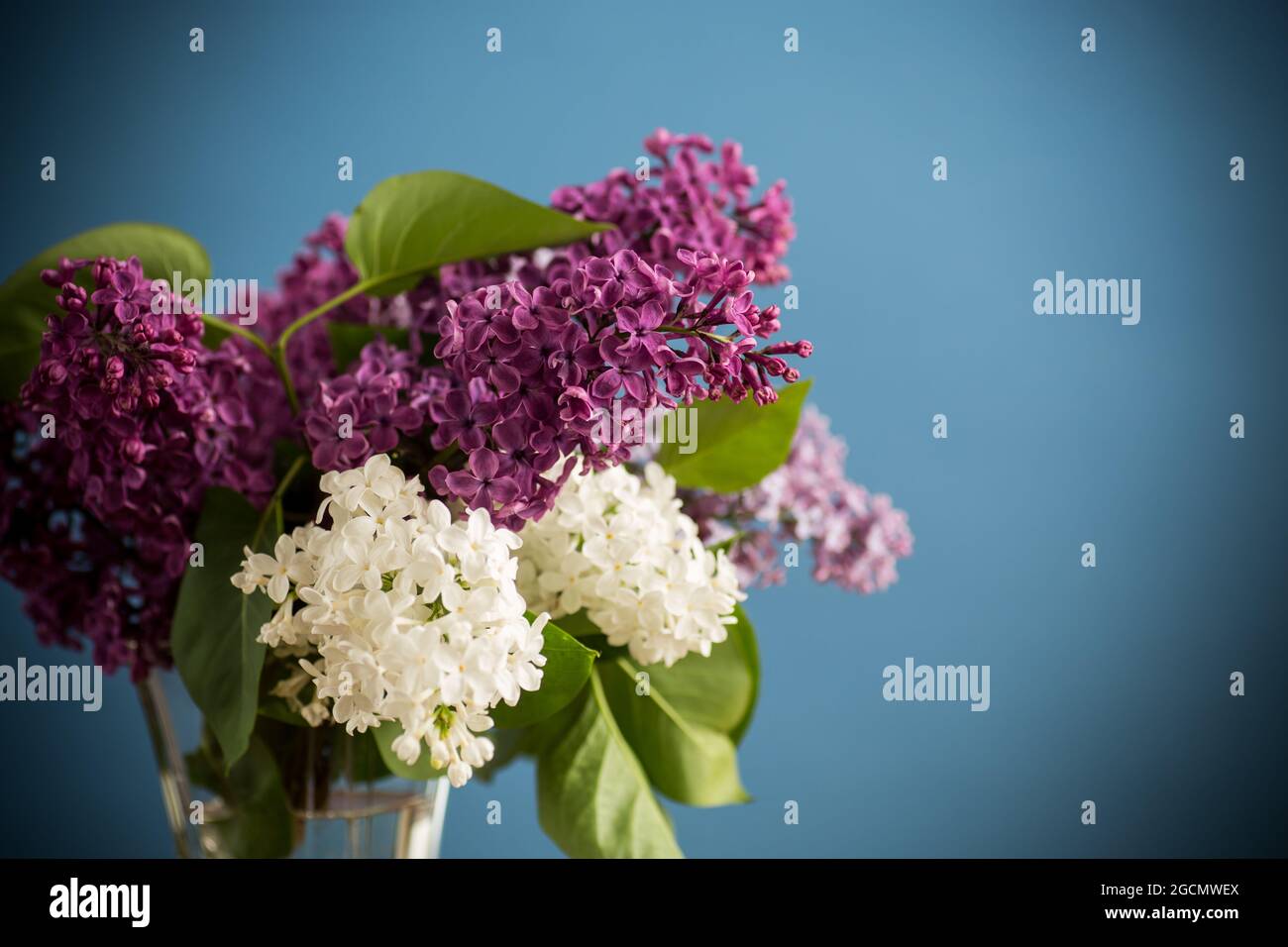 bouquet of different blooming spring lilacs in a vase isolated on blue ...