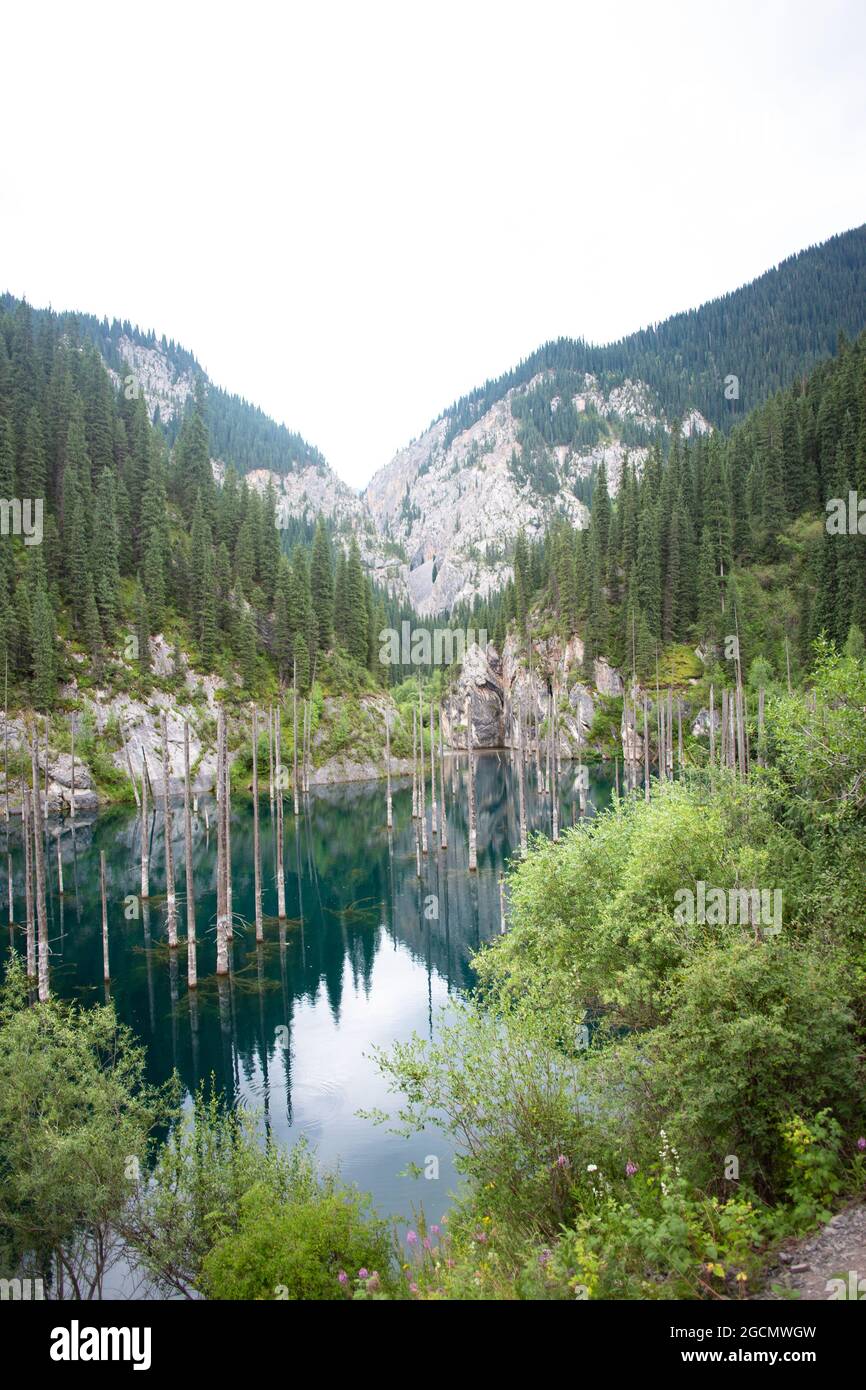 Sunken forest in the blue mountain lake Stock Photo - Alamy