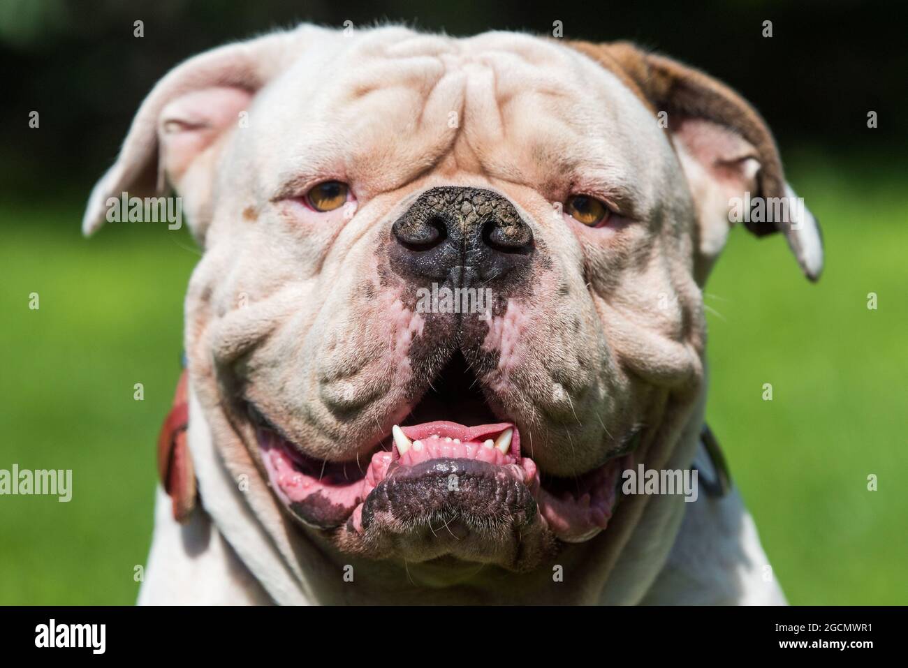 Portrait of strong-looking White American Bulldog outdoors Stock Photo ...