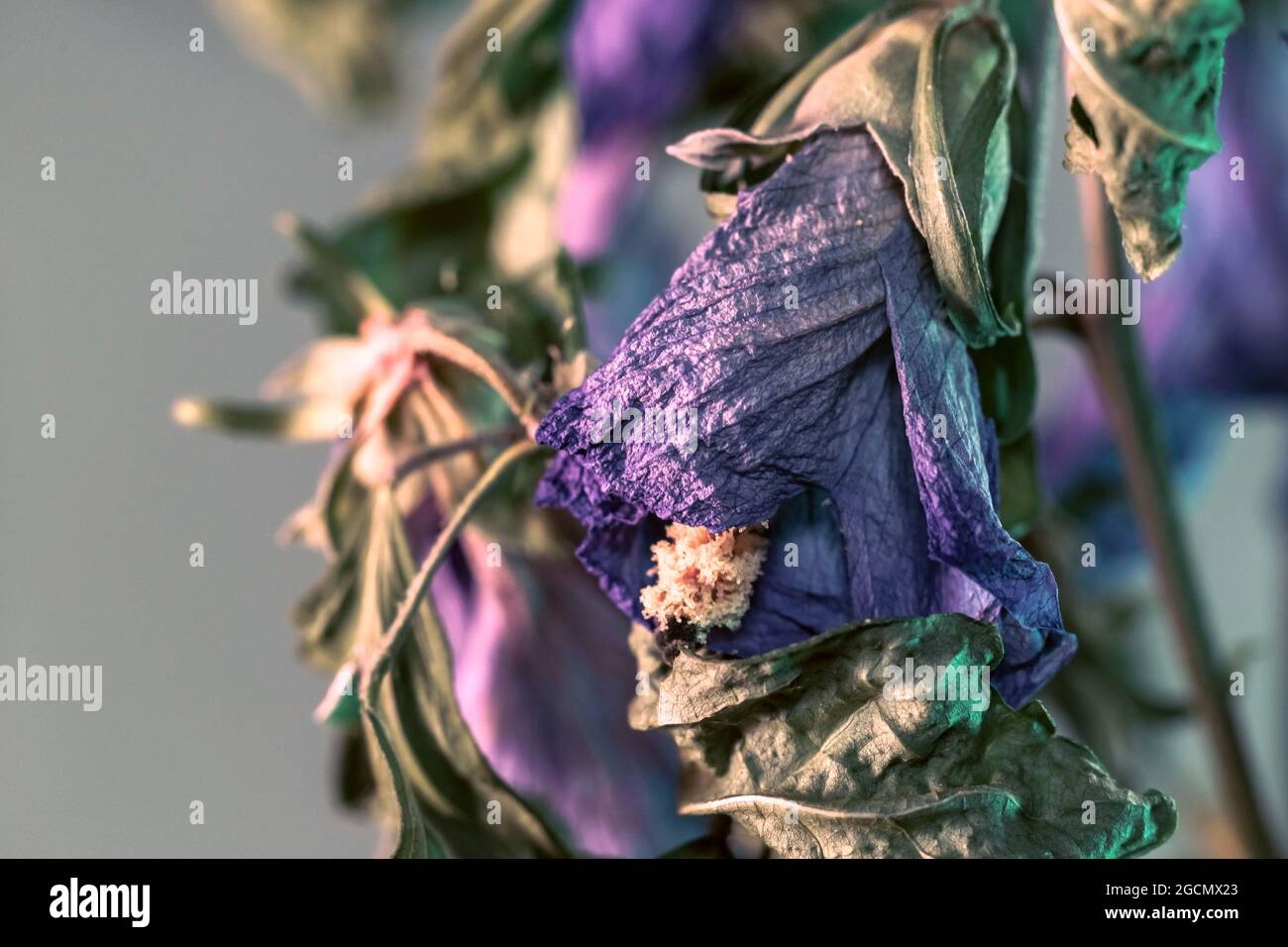 Close up faded flowers. Beautiful plant minimal in neon light ...