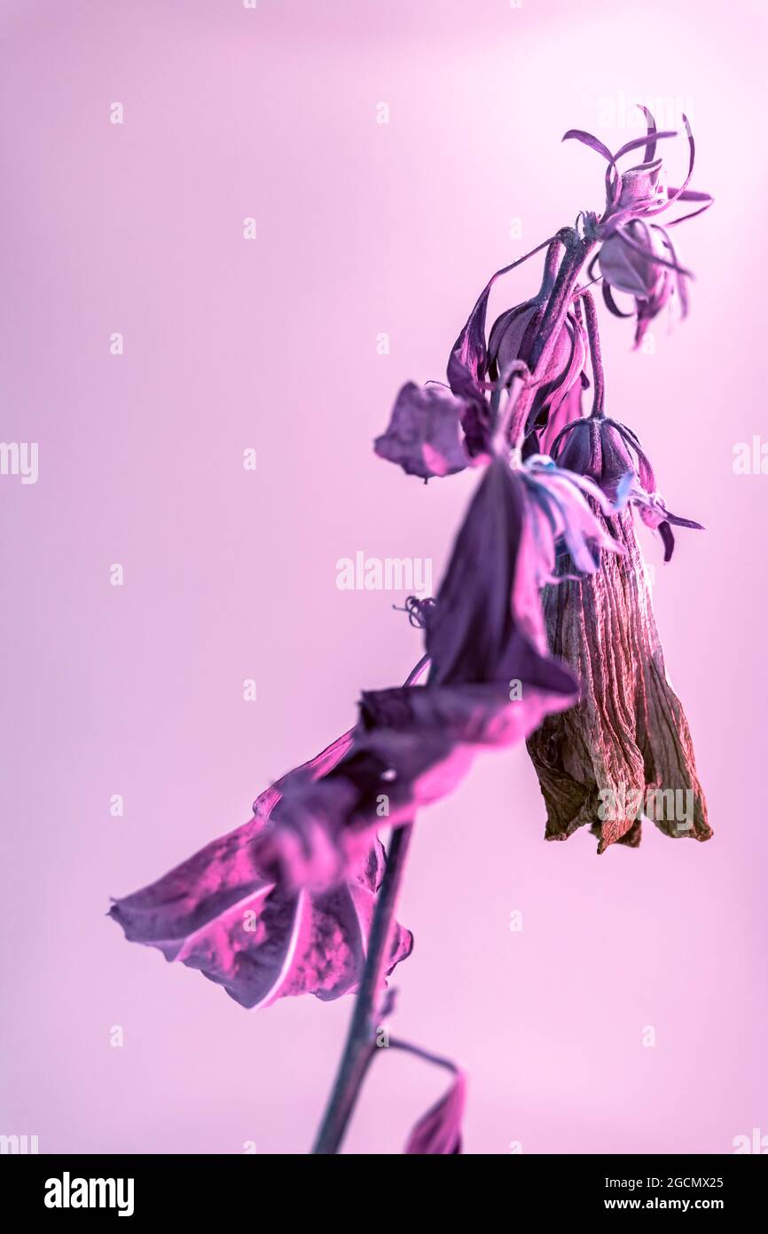 Close up faded flowers in the color light. Beautiful plant minimal in ...