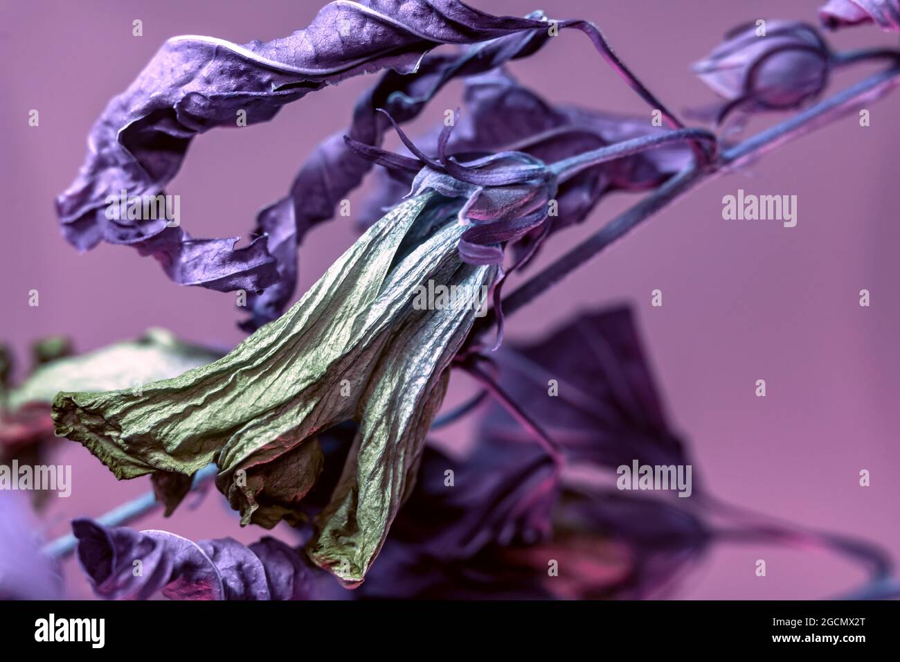 Close up faded flowers in the color light. Beautiful plant minimal in ...