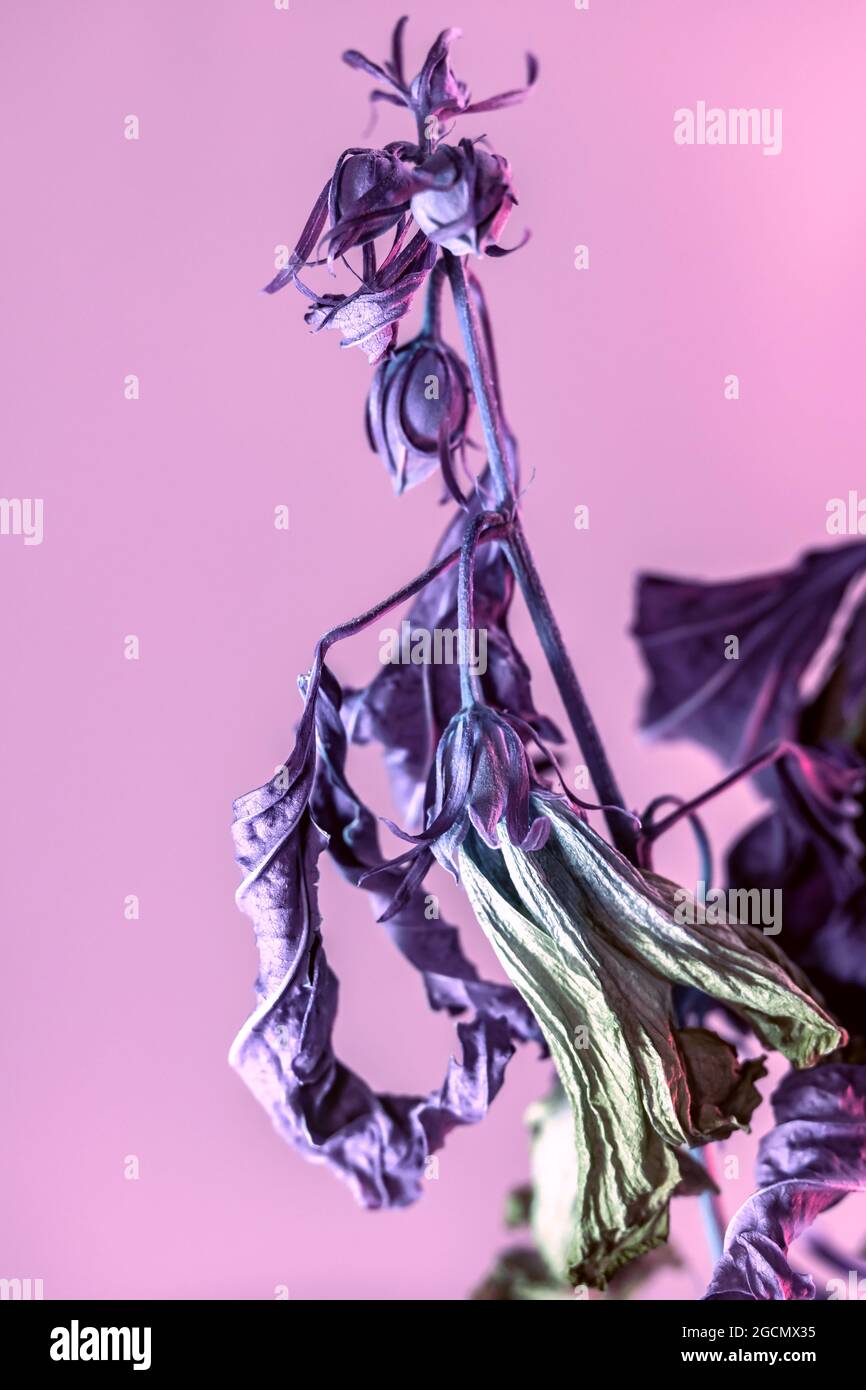 Close up faded flowers in the color light. Beautiful plant minimal in ...