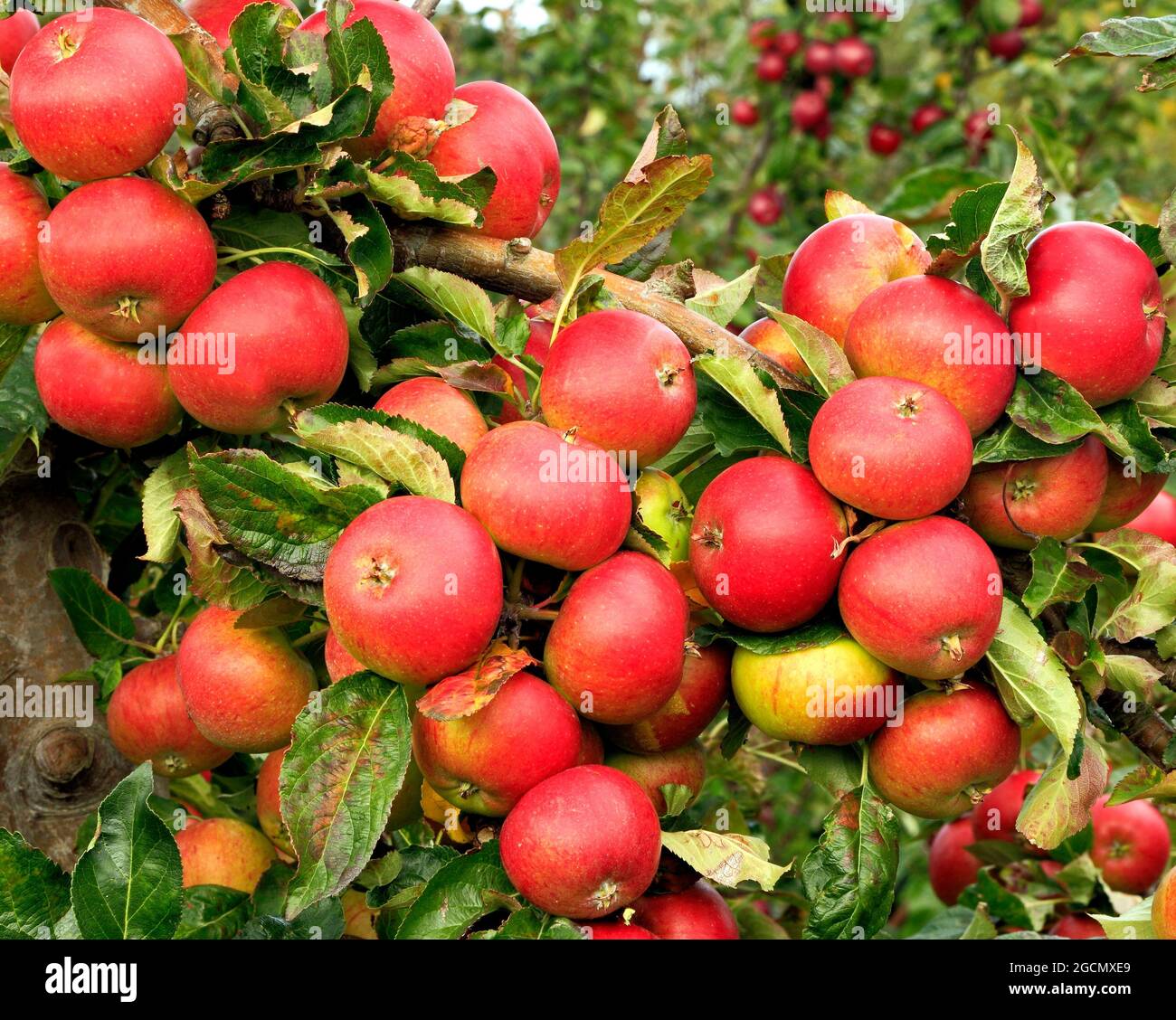 Cluster apples hi-res stock photography and images - Alamy