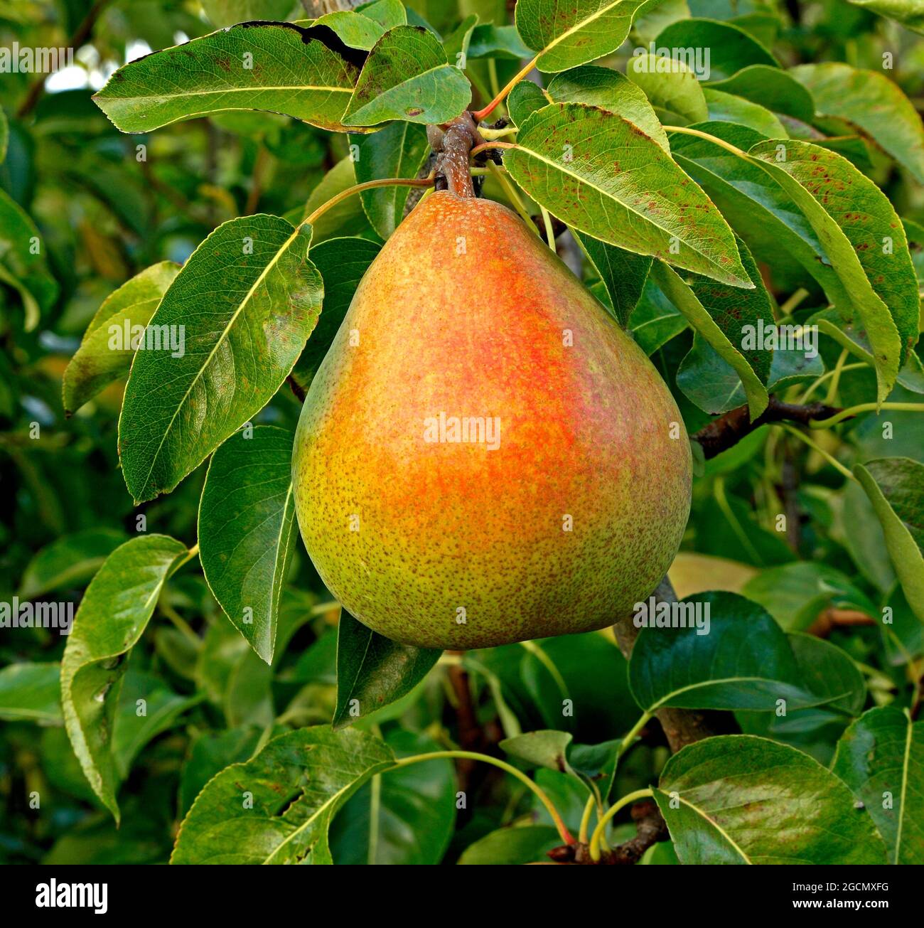 Pear 'Doyenne du Comice', Pyrus communis, pears growing on tree, garden ...