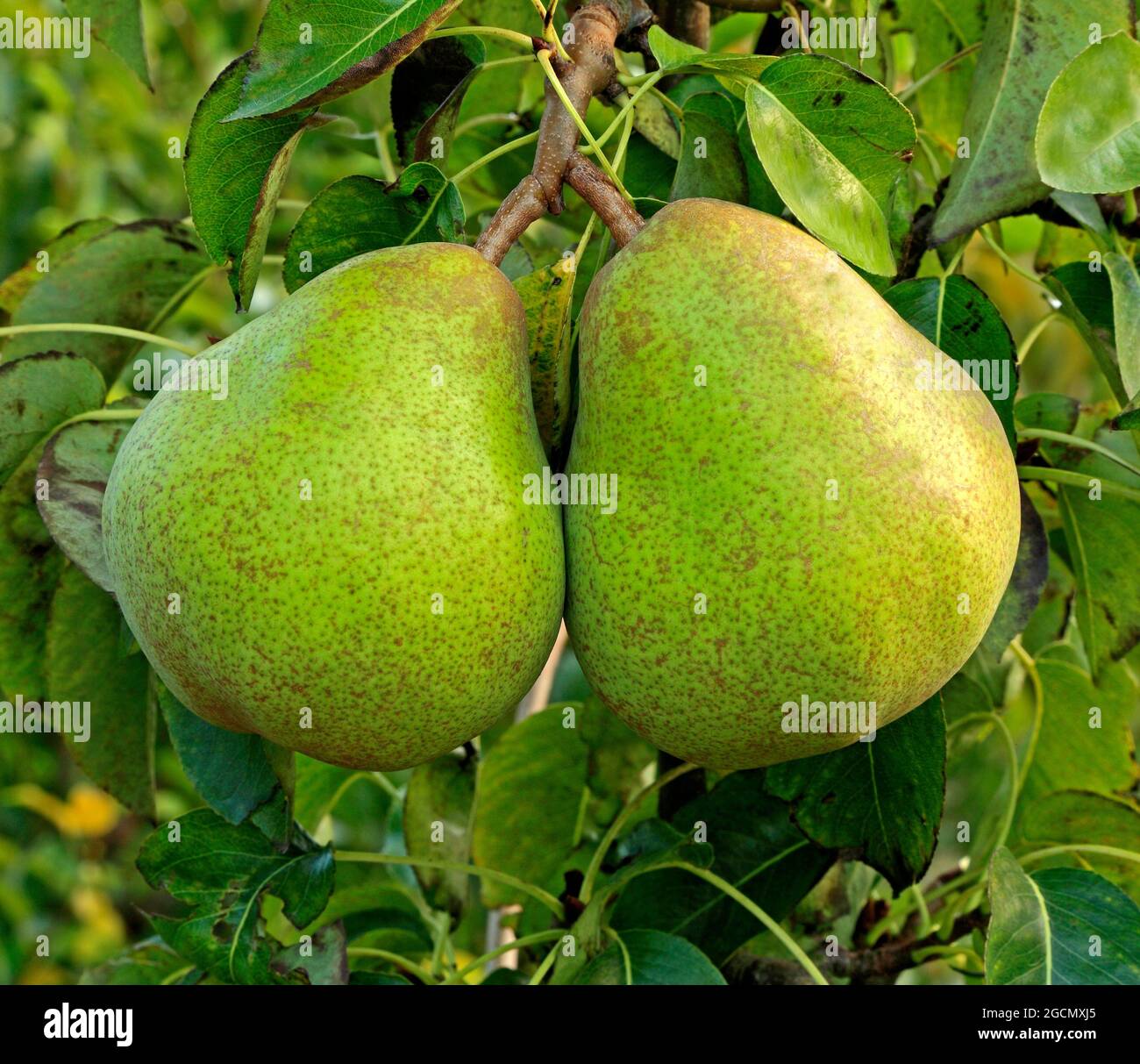 Fruit tree garden hi-res stock photography and images - Alamy