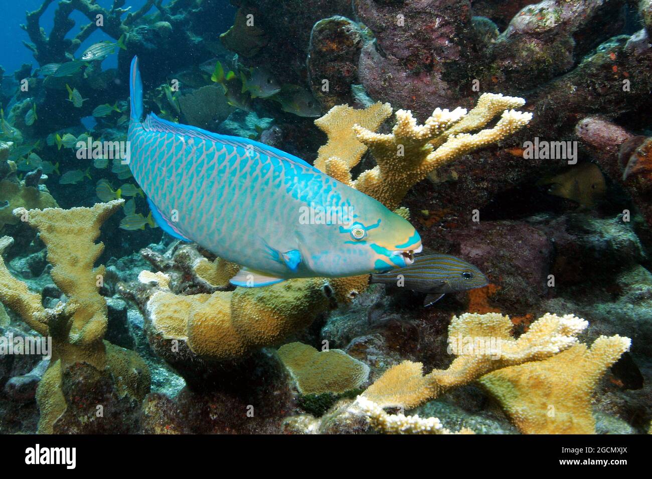 Parrotfish and Elkhorn Coral, Key Largo, Florida Stock Photo - Alamy
