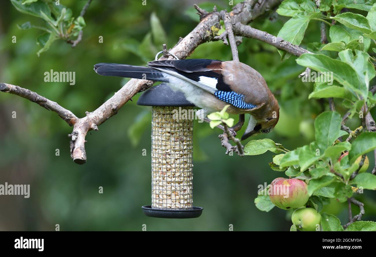 Jay Eats Nuts Stock Photo - Alamy