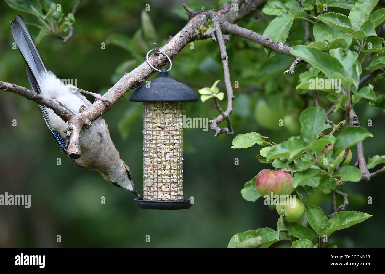 Jay Eats Nuts Stock Photo - Alamy