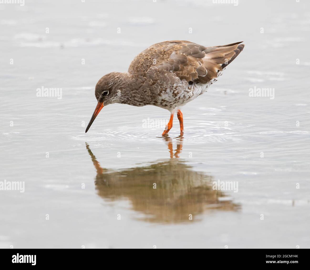 Common Redshank wading in shallow water Stock Photo - Alamy