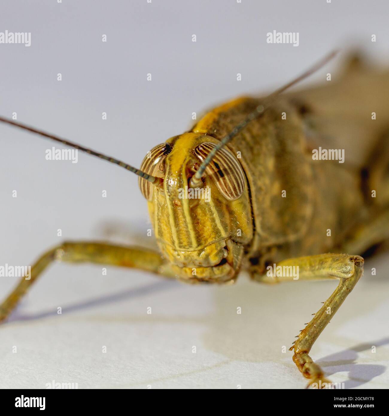 Greenish grasshopper on white background. Grasshopper insect isolated ...