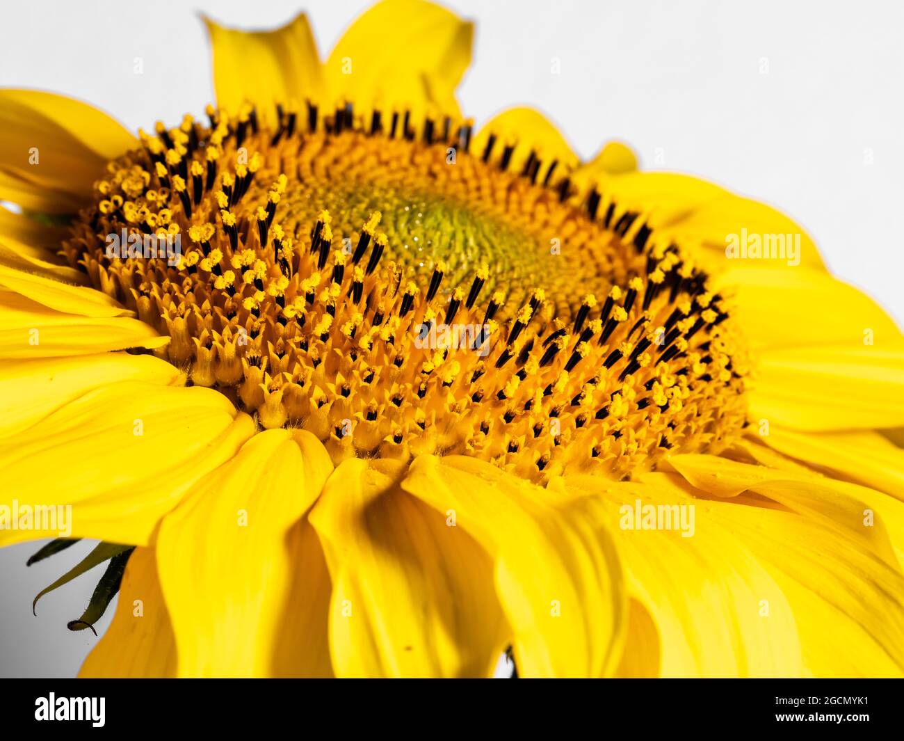 A lot of sunflower hi-res stock photography and images - Alamy