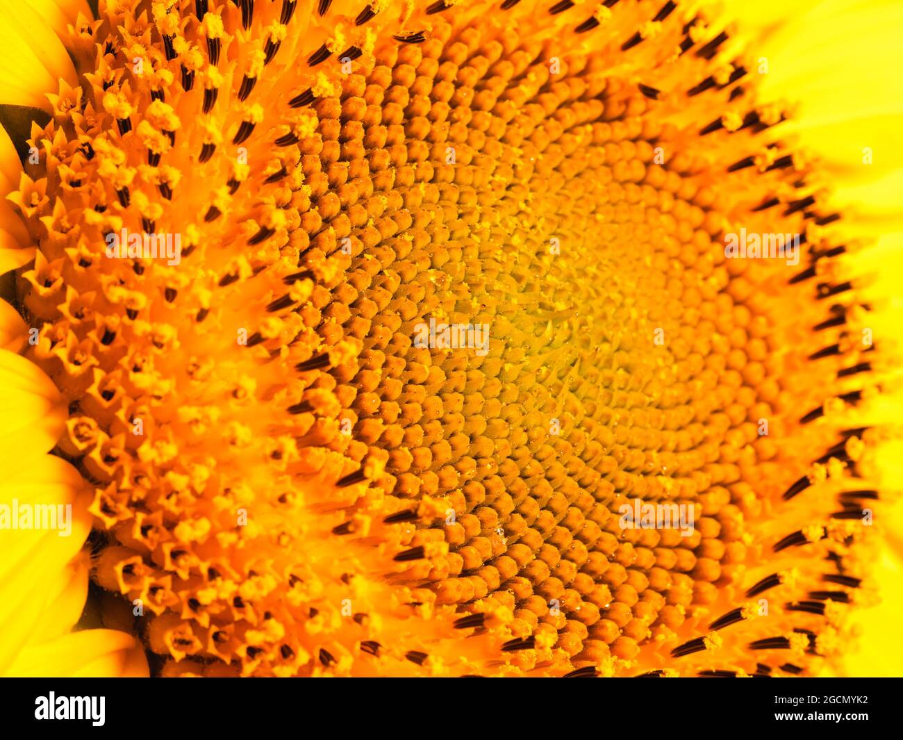 A lot of sunflower hi-res stock photography and images - Alamy