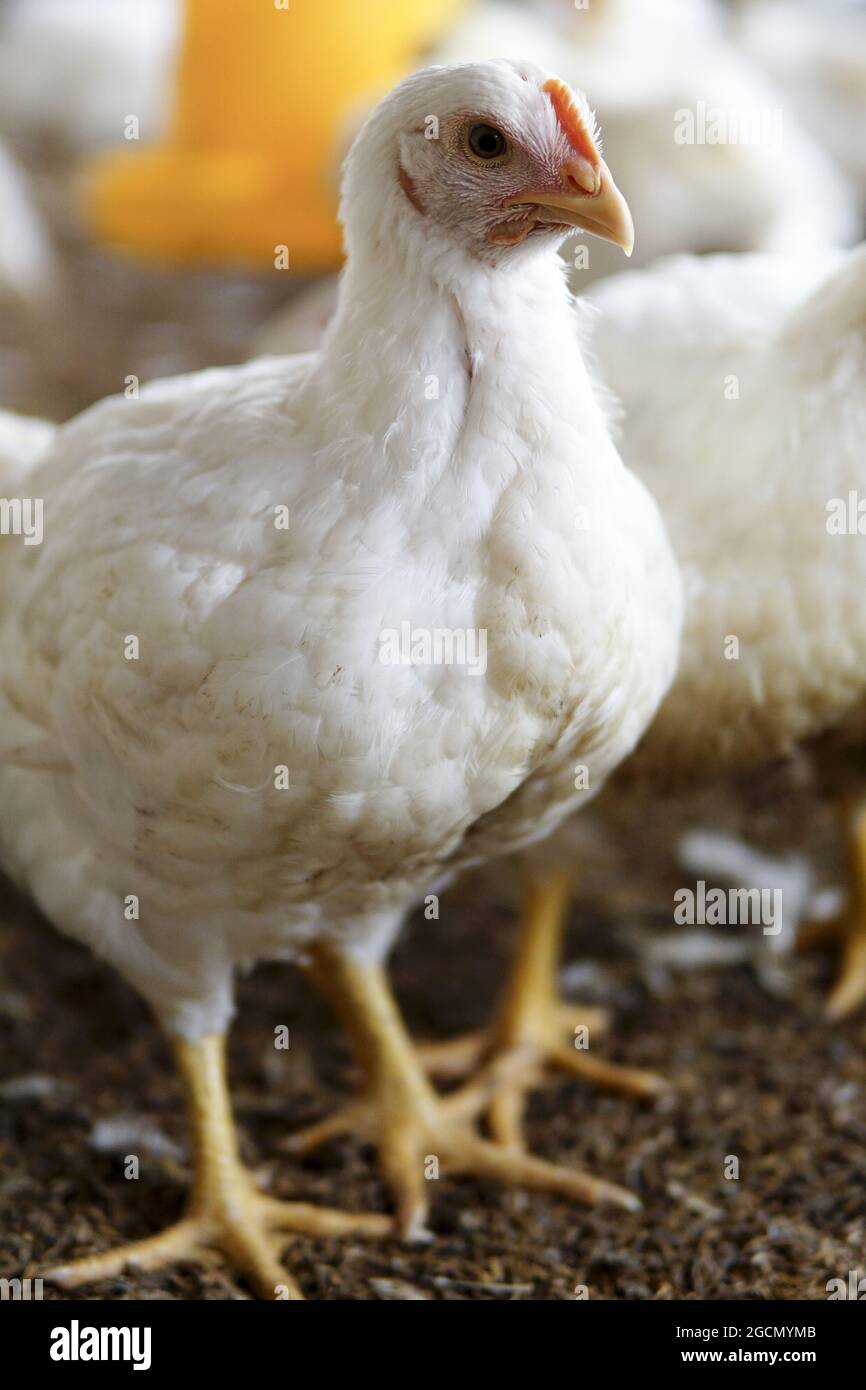 White chicken in a farm Stock Photo - Alamy
