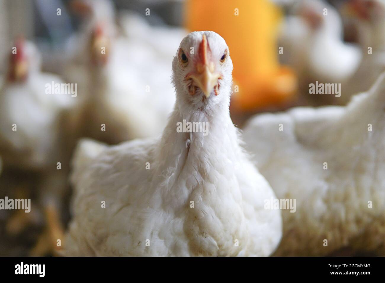White chicken in a farm Stock Photo - Alamy