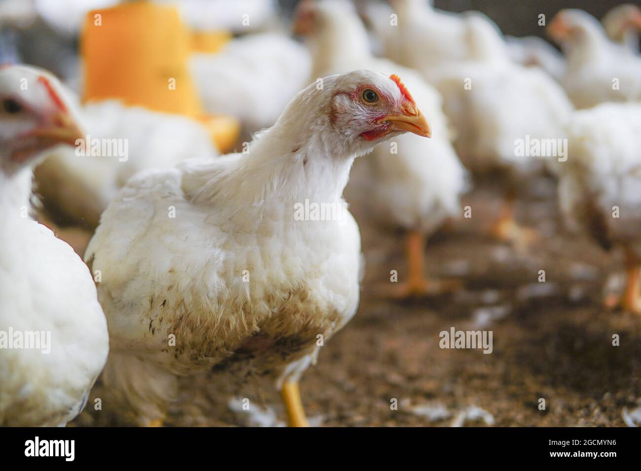 White chicken in a farm Stock Photo - Alamy