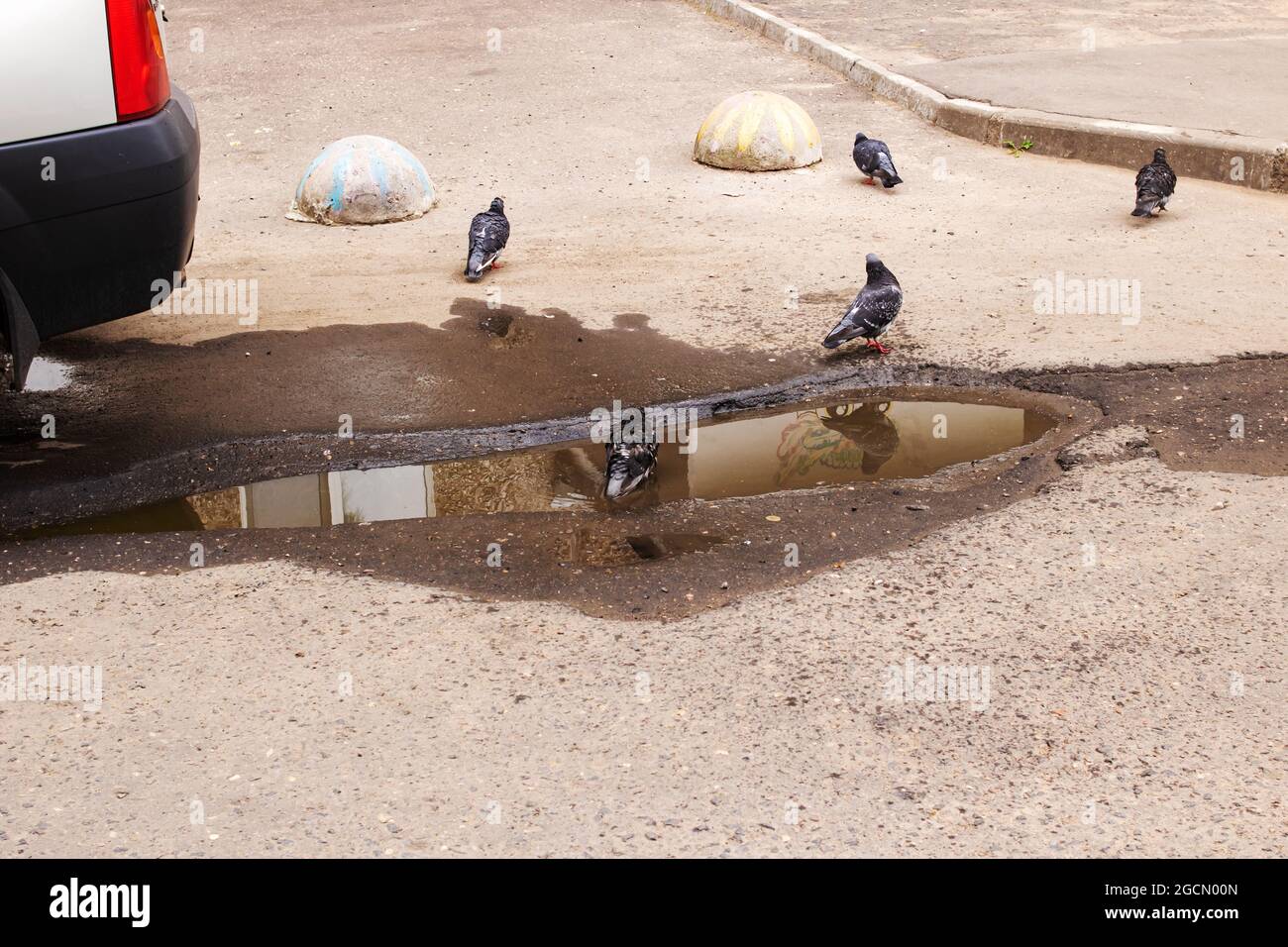 Bathing in a rain puddle hi-res stock photography and images - Alamy