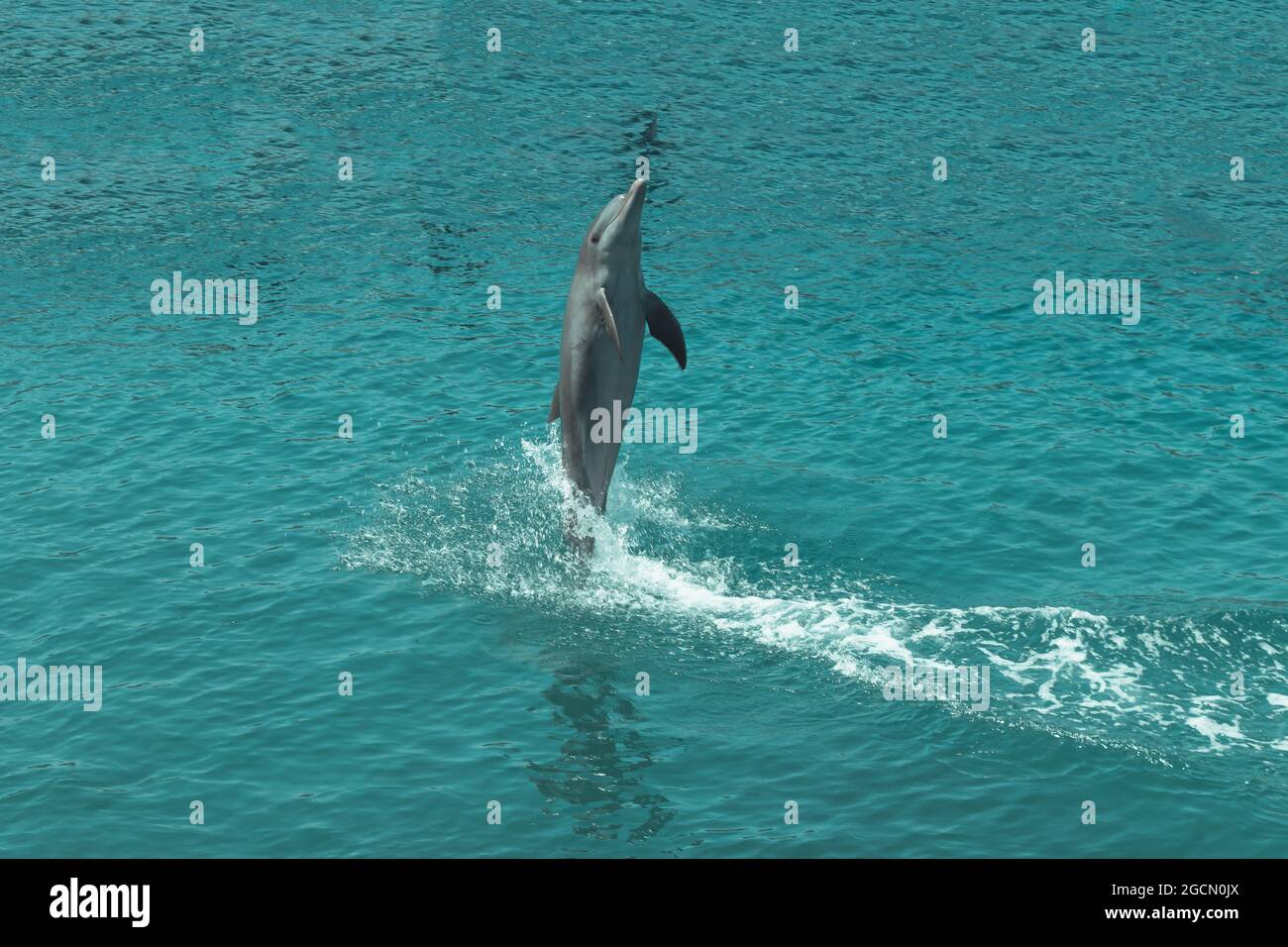 Beautiful dolphin playing and doing tricks in the blue water Stock ...