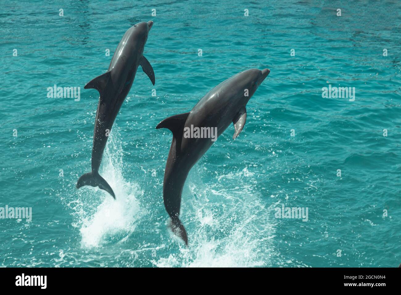 Pair of dolphins playing and doing tricks in the blue water Stock Photo ...