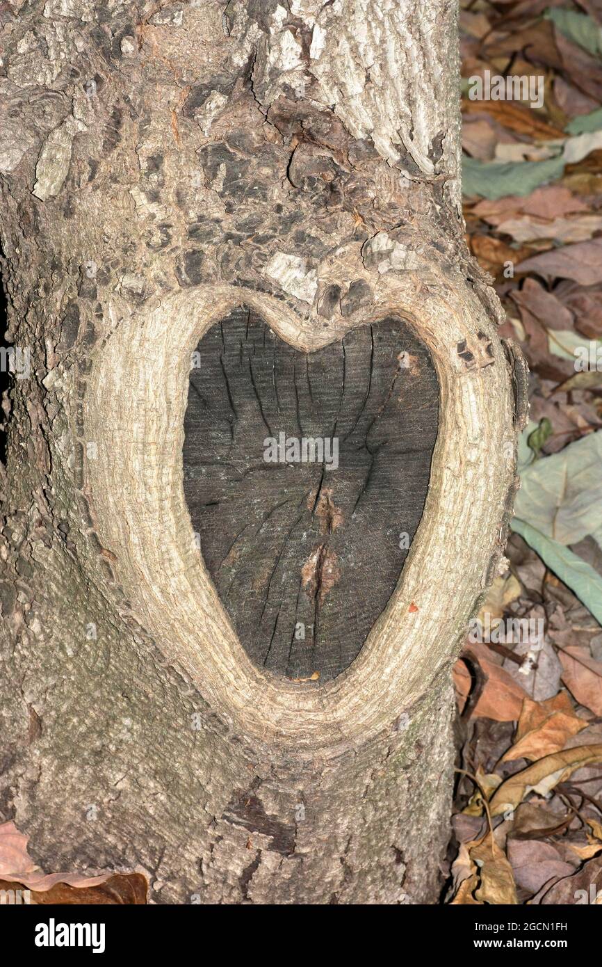 Heart shaped wedding tree silhouette Stock Photo - Alamy