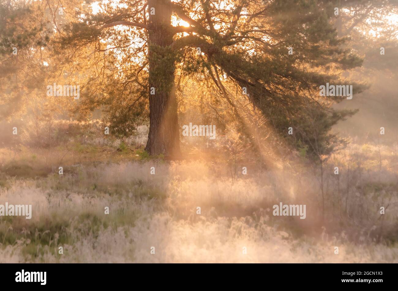 Countryside field forest sunny hi-res stock photography and images - Alamy