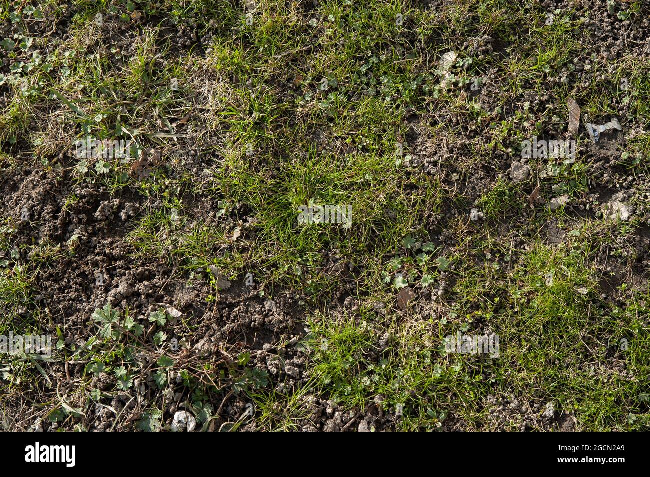 The first spring grass is breaking through Stock Photo - Alamy