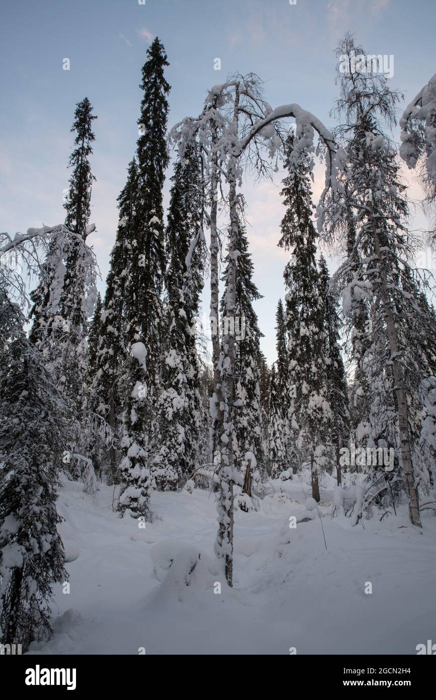 Snow-covered tall trees in forest in Rovaniemi, Lapland, Finland Stock ...