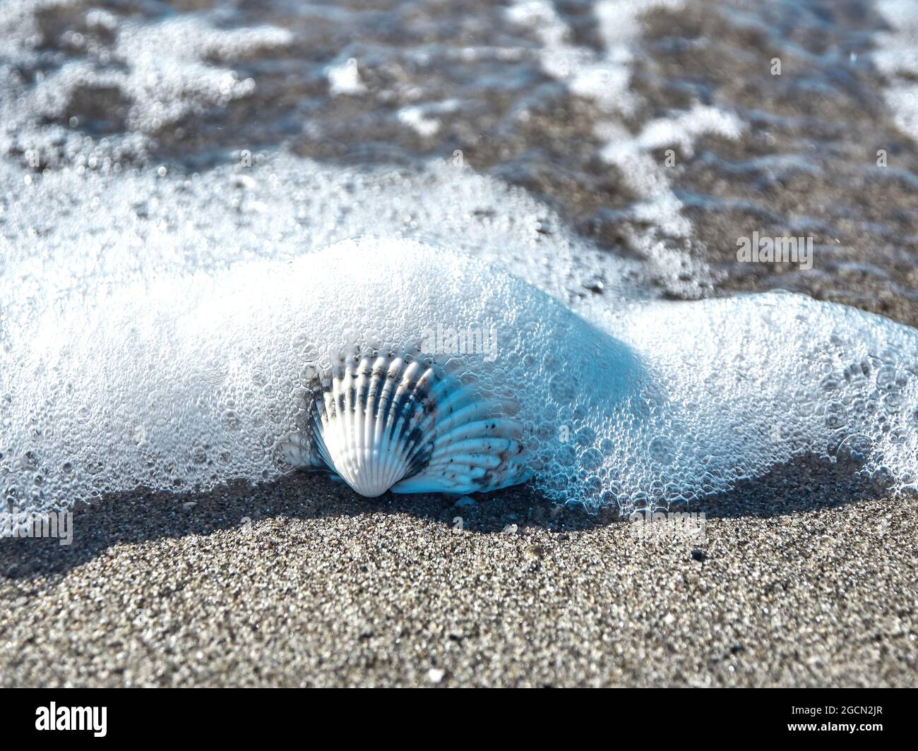 Sea background with white shell on clean sandy beach against wavesSea ...