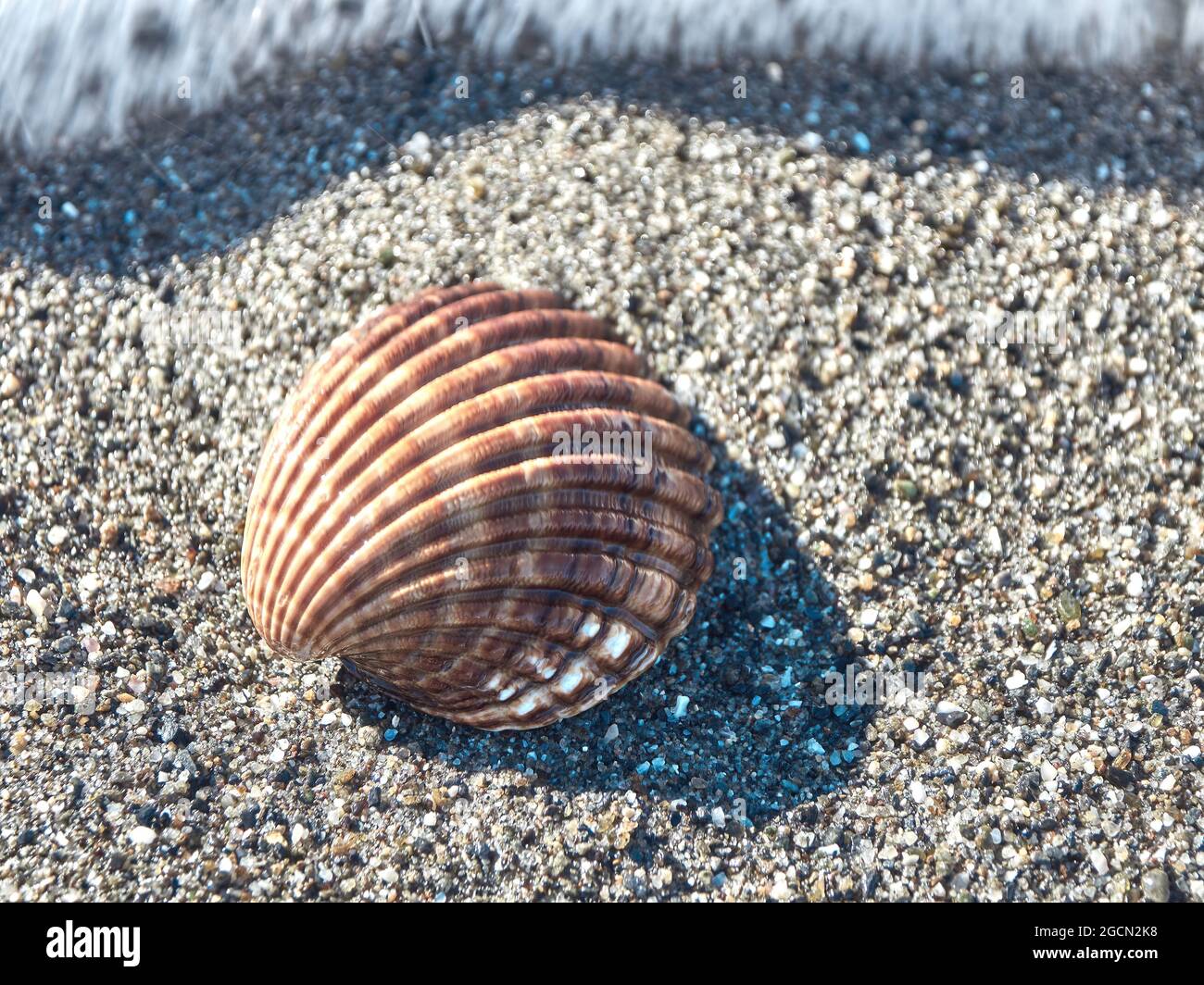 Lovely shells hi-res stock photography and images - Alamy