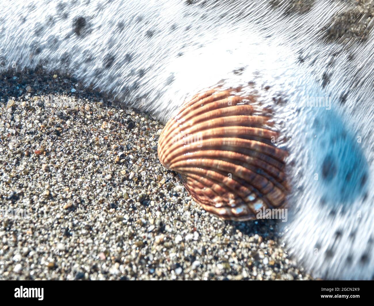 Beautiful sea shells hi-res stock photography and images - Alamy