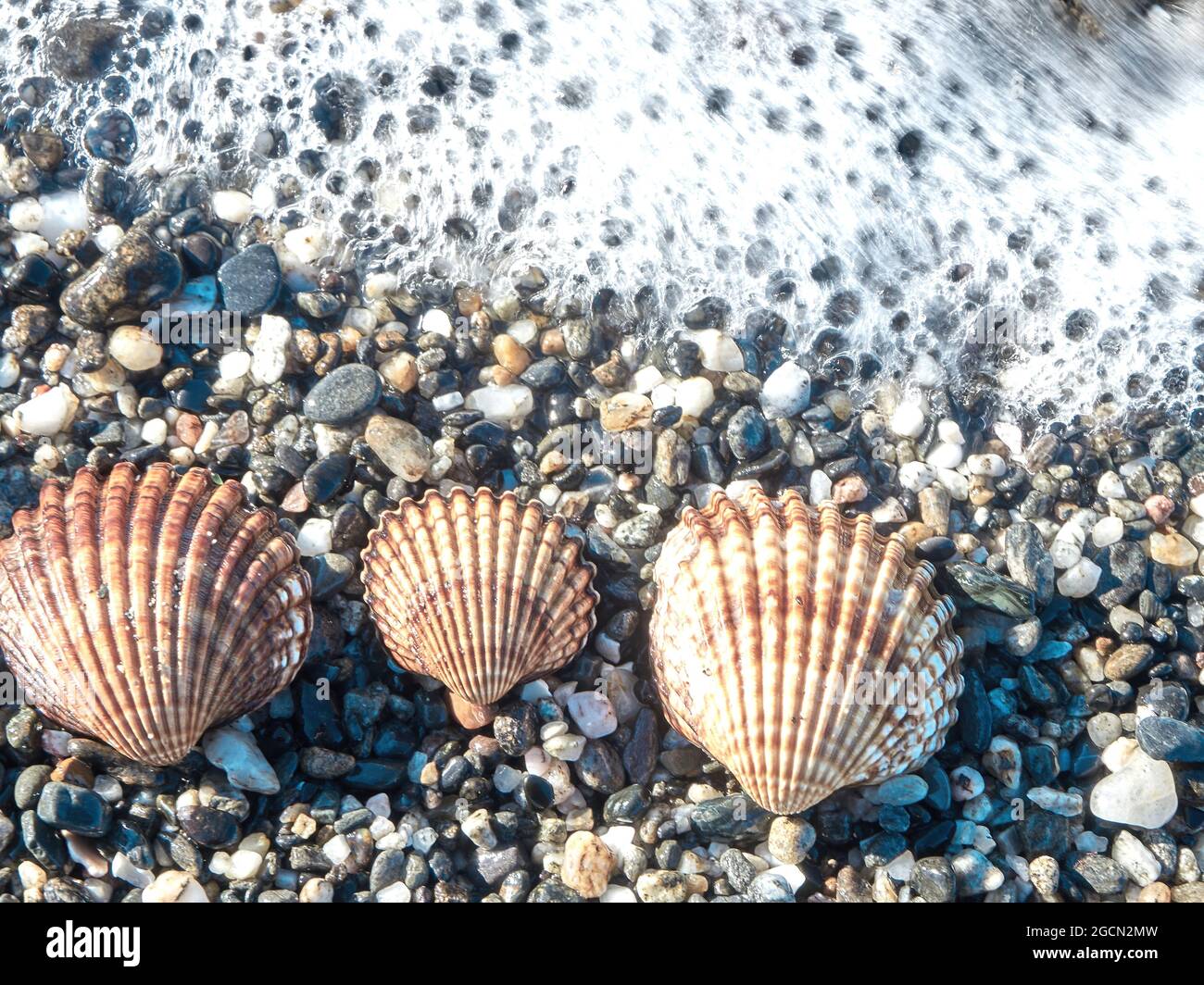 Lovely shells hi-res stock photography and images - Alamy