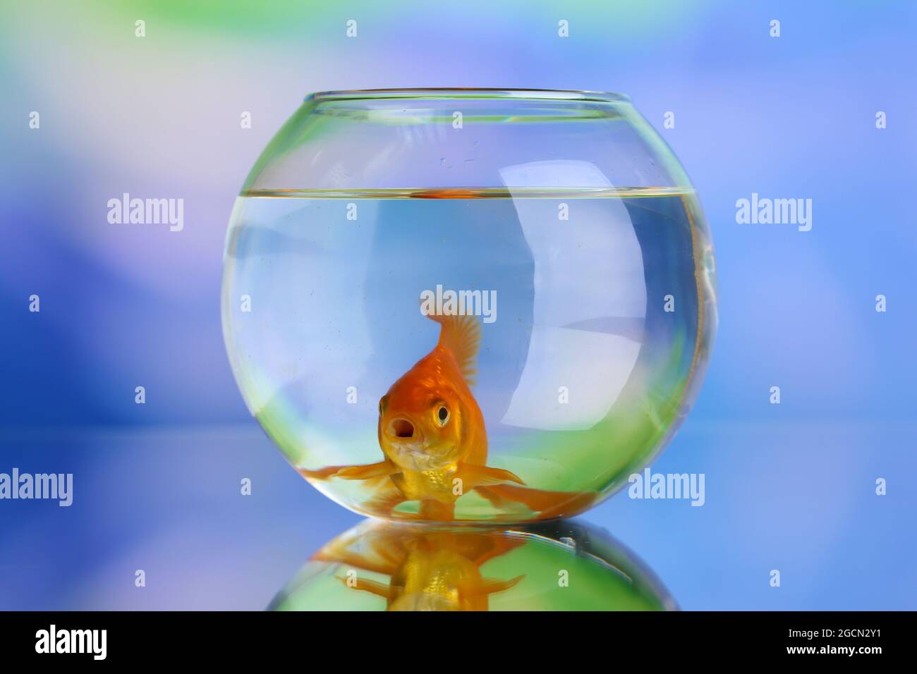 Goldfish in aquarium on natural background Stock Photo - Alamy