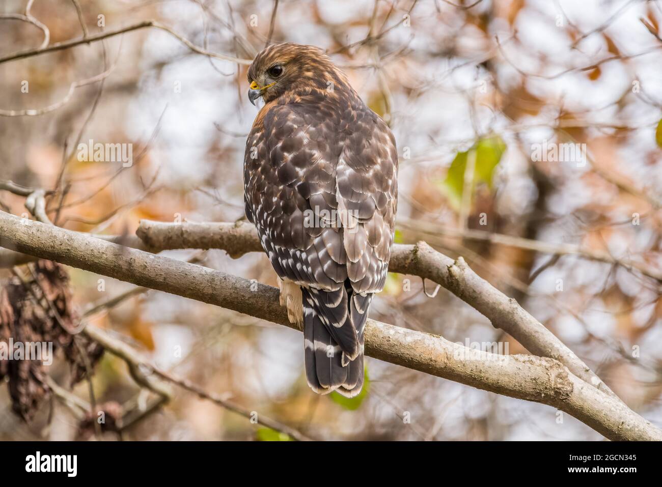 A Cooper's hawk perched on a tree branch looking down over its shoulder ...