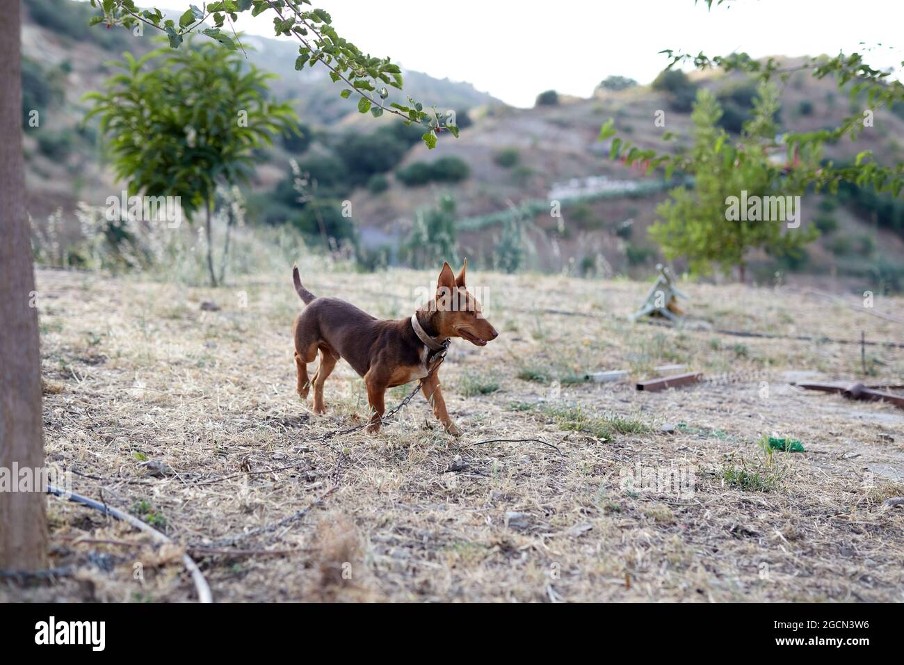 Portuguese podenco hi-res stock photography and images - Alamy