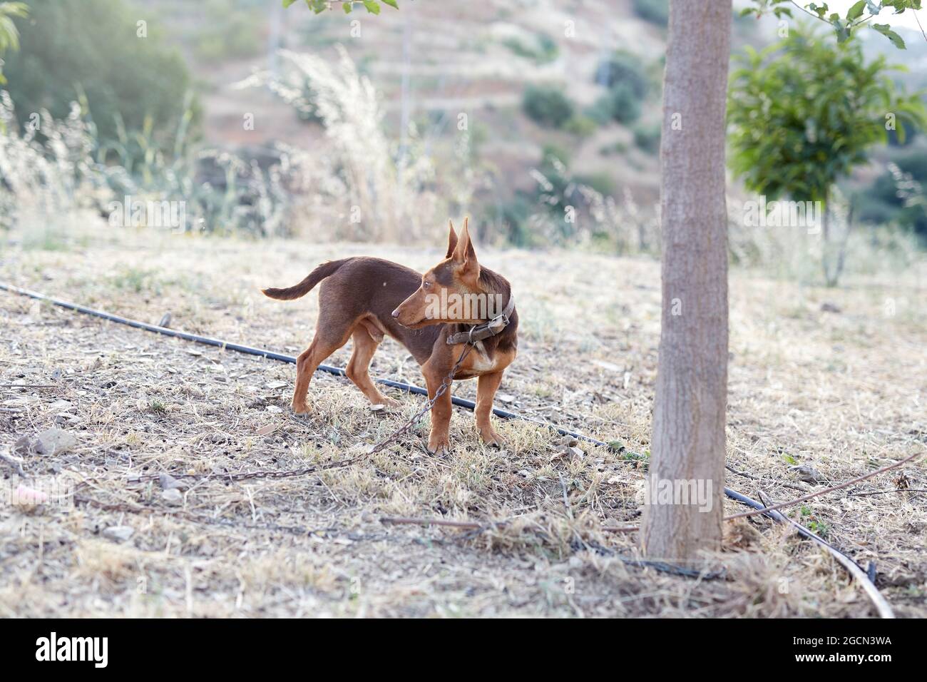 Portuguese podenco hi-res stock photography and images - Alamy