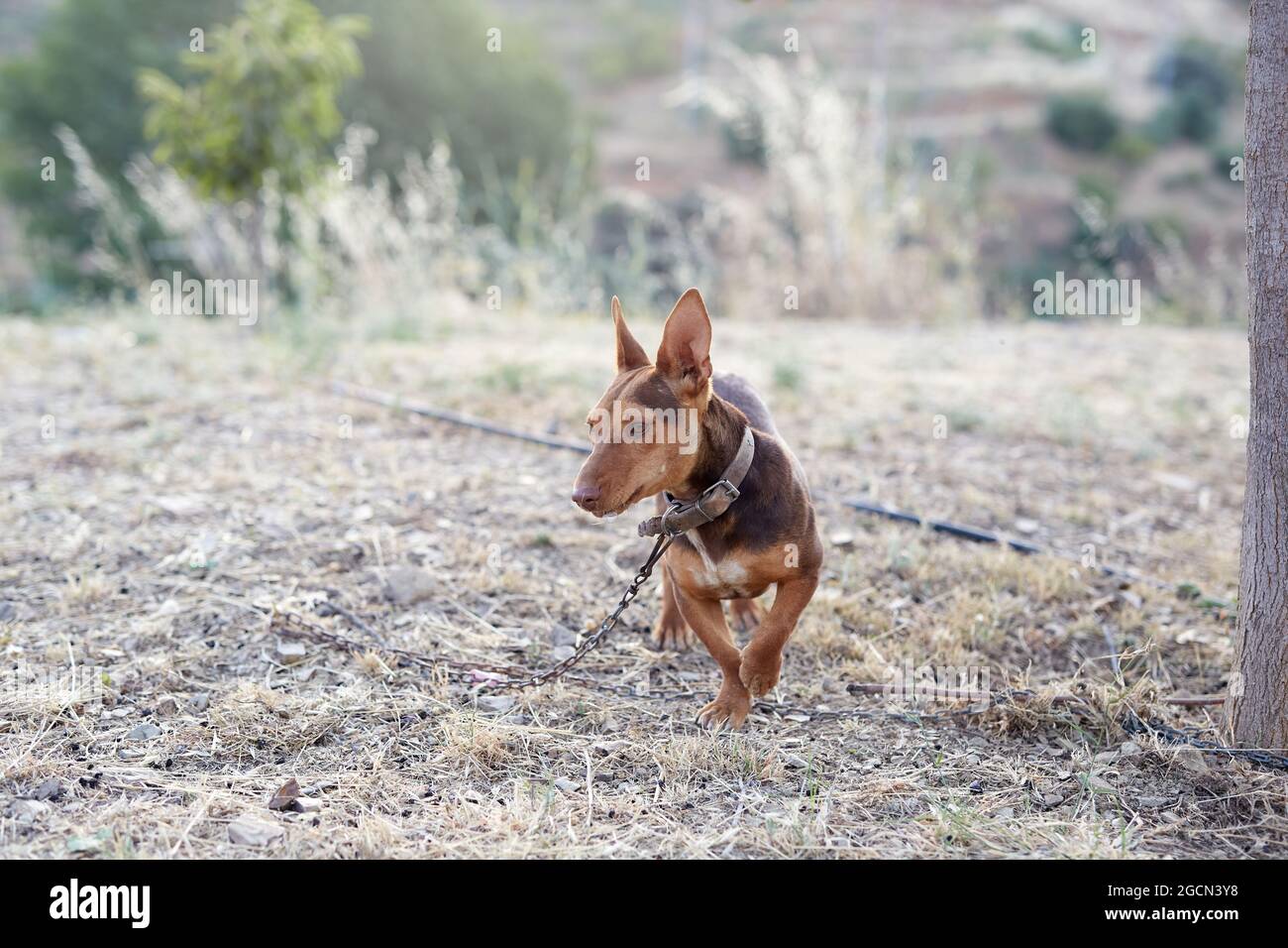 Portuguese podenco hi-res stock photography and images - Alamy